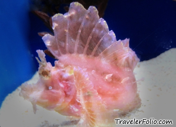 Sentosa Underwater World | Photos | Singapore travel blog @ Singapore ...