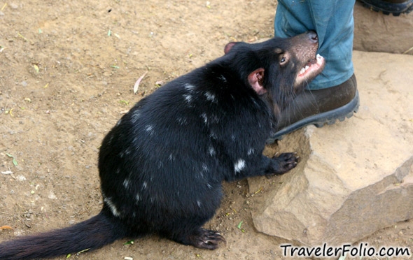 Day 3 - Meet the Devils! - Travel Blog Singapore