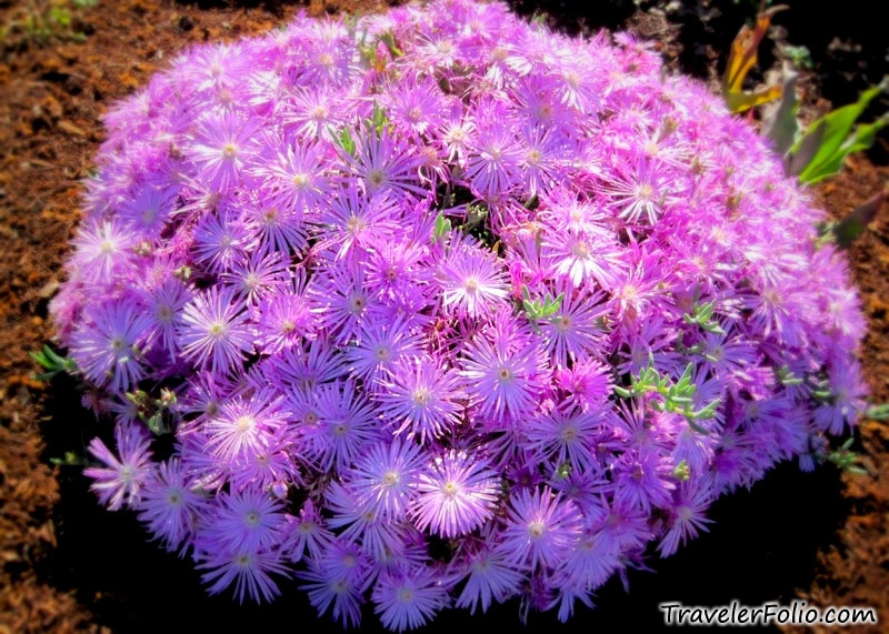 Flowers in Tasmania - Travel Blog Singapore