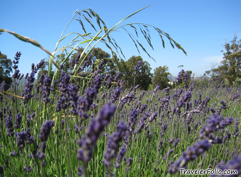 Tasmania: All for Lavender - Travel Blog Singapore