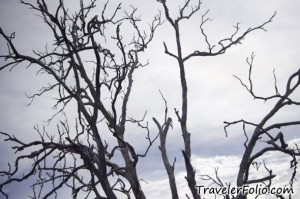 Kakadu National Park: World Famous Yellow Water Billabong - Travel Blog ...