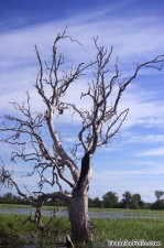 Kakadu National Park: World Famous Yellow Water Billabong - Travel Blog ...