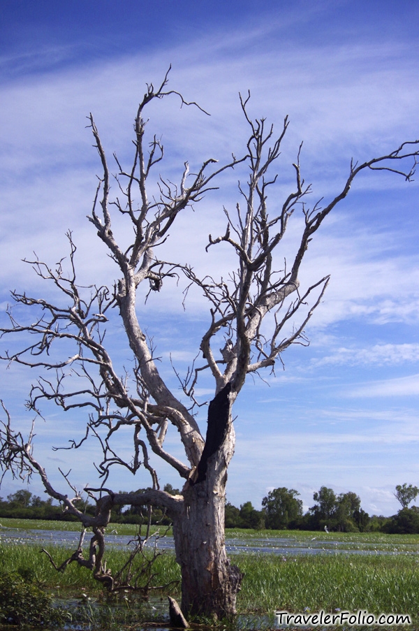 Kakadu National Park: World Famous Yellow Water Billabong - Travel Blog ...